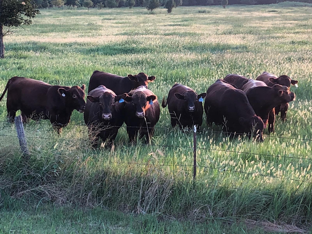 Registered Red Angus Bulls – Mulberry Cattle Co.